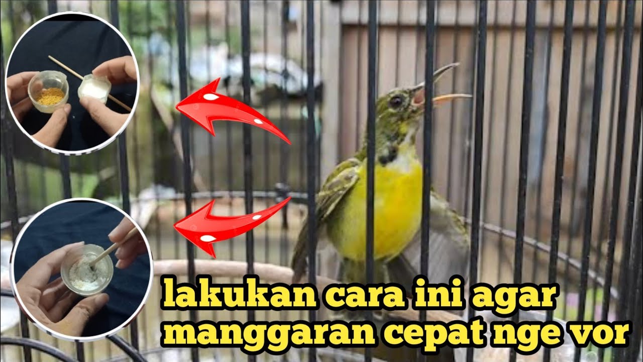 CUMA PAKAI CARA INI MANGGARAN AUTO MAKAN VOR || cukup 2 hari - YouTube