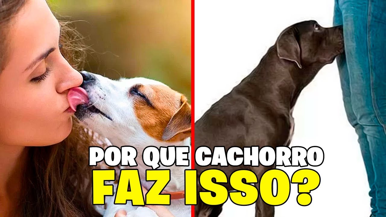 10 CURIOSIDADES sobre os CACHORROS 🐕 VOCÊ SABE TUDO? - YouTube