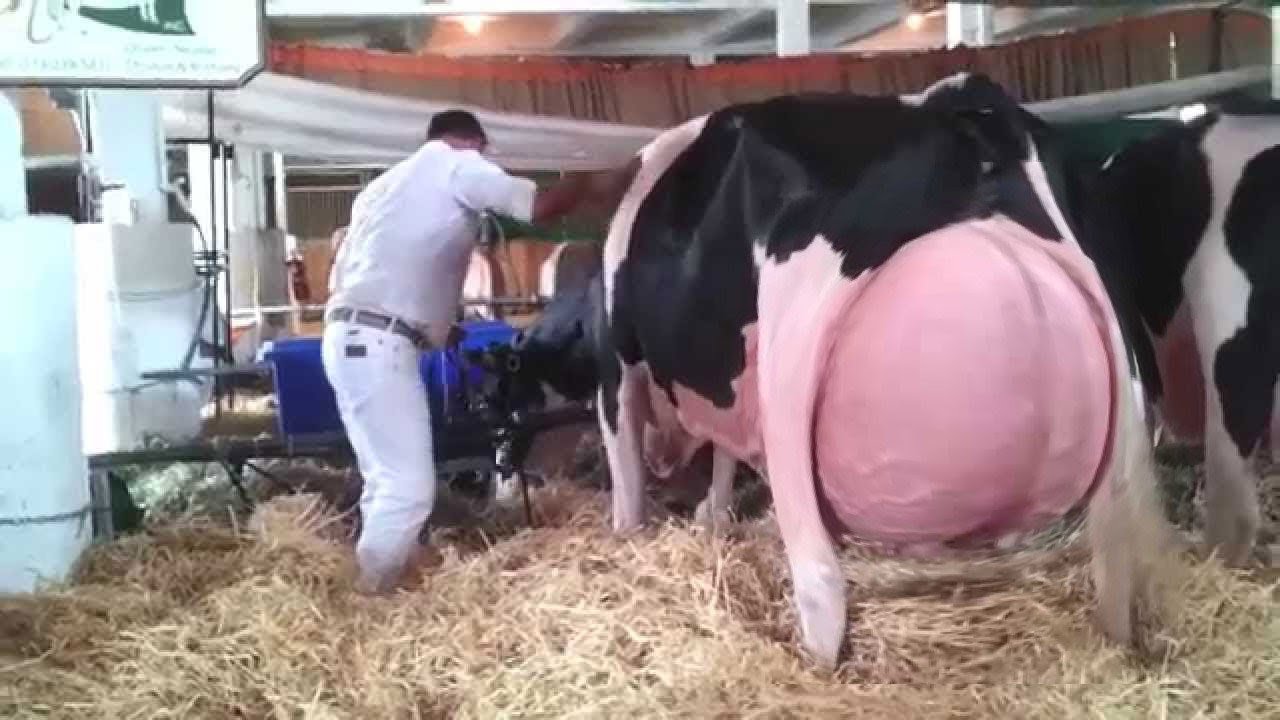 Amazing Modern Farming Cow Milking Harvest Technology, Breeding Process ...