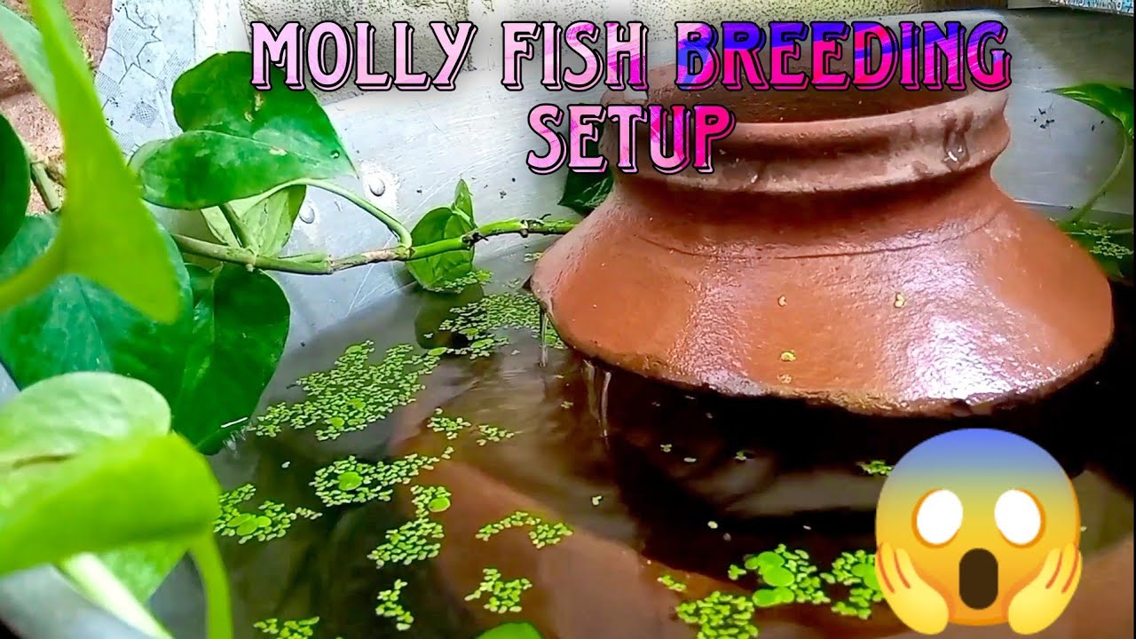 Fish pond 4k video || molly fish pond 4k video || #4k #aquarium # ...