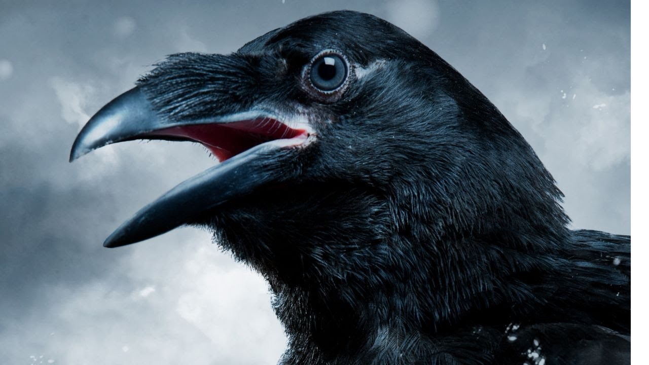 CROW: The Vengeful Bird - YouTube