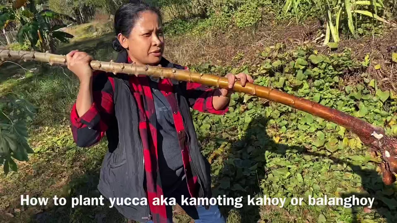 Vlog#5: How to plant kamoting kahoy aka cassava. - YouTube