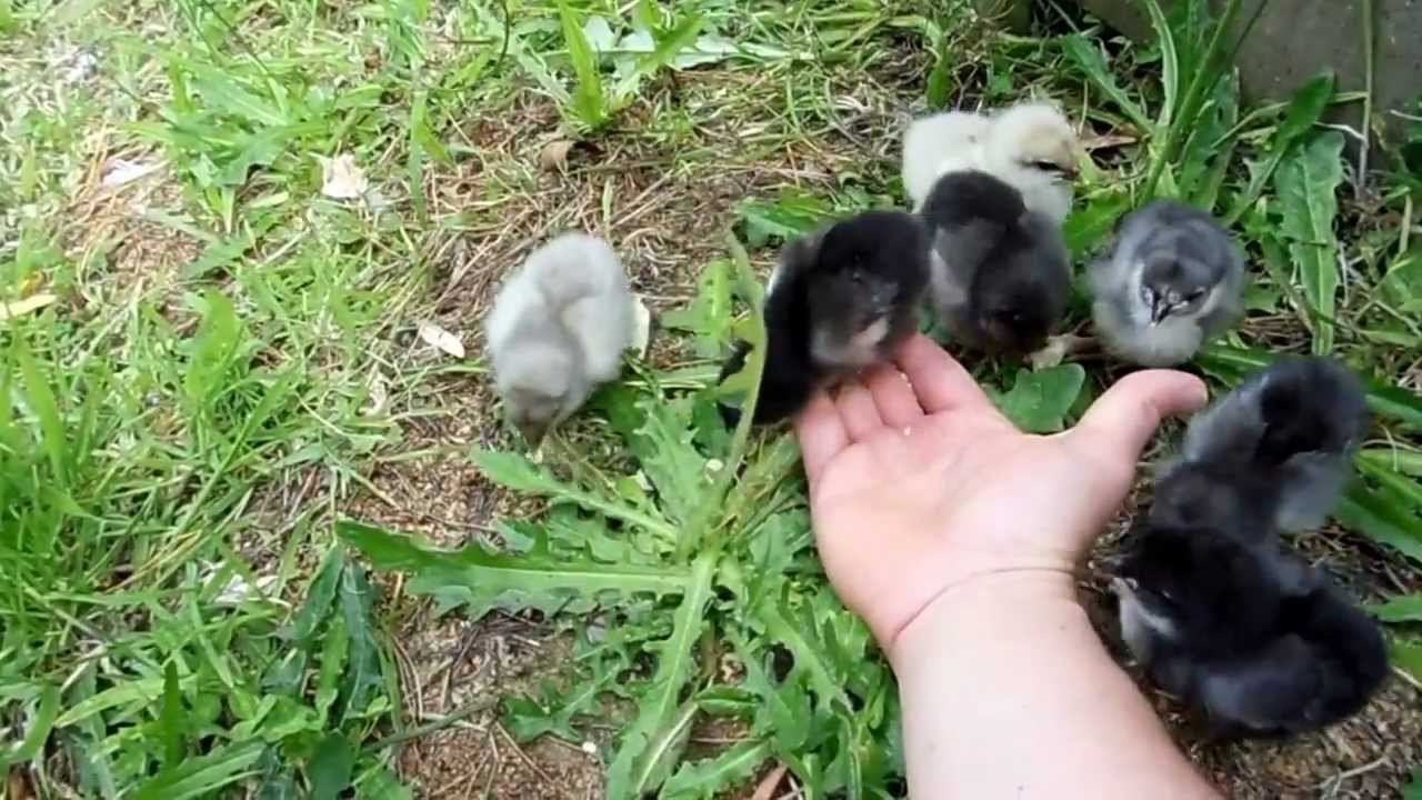 Alimentando los pollitos - YouTube