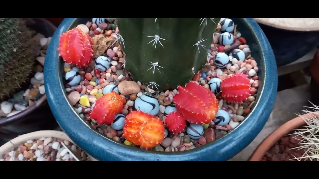 My Moon Cactus Exploded!!! 😳🌵💥 - YouTube