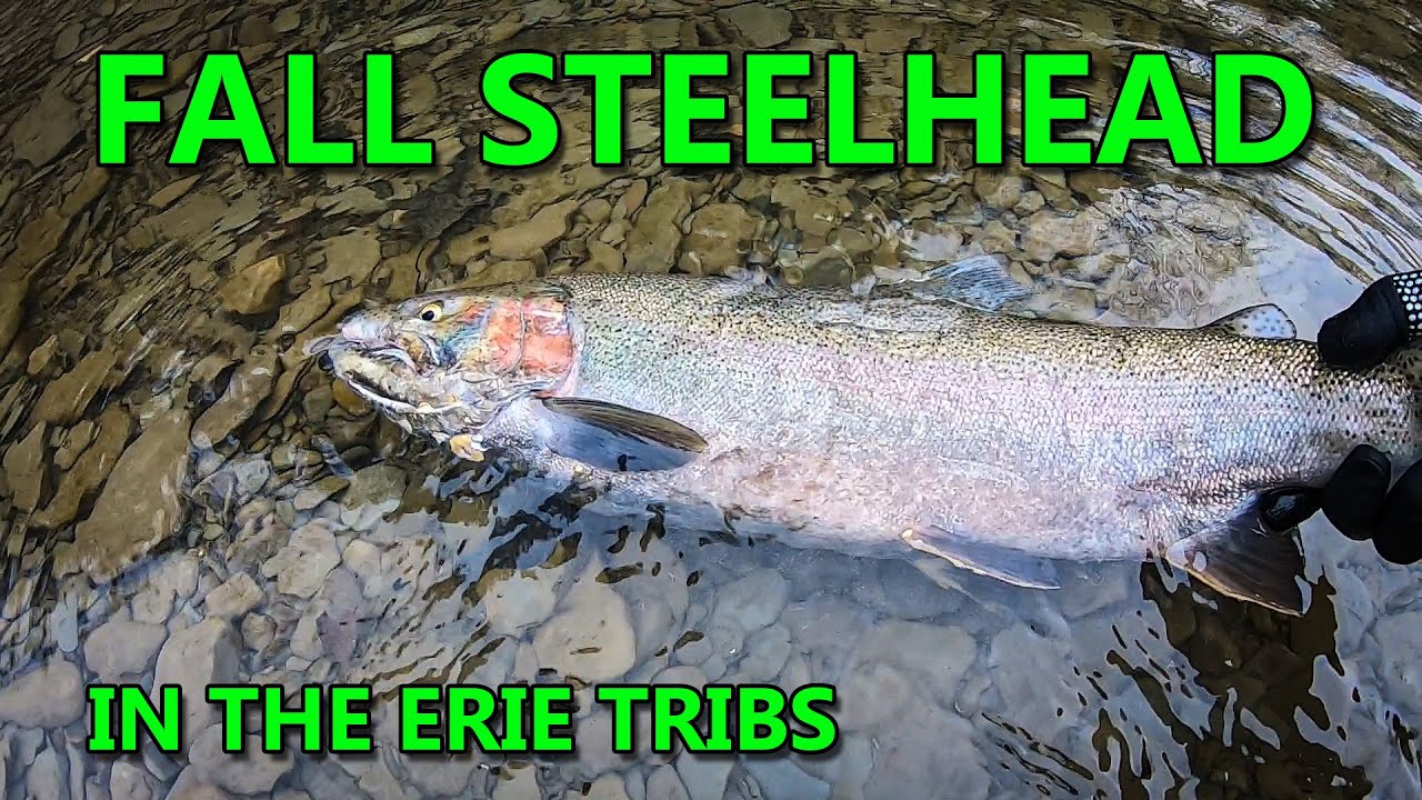 Steelhead in high water. Fresh run fish! - YouTube