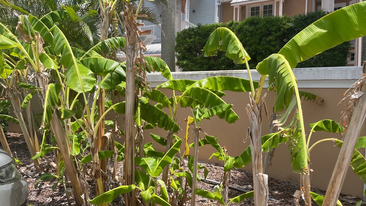HOT TAKE: Temperate bananas look better than tropical bananas - YouTube