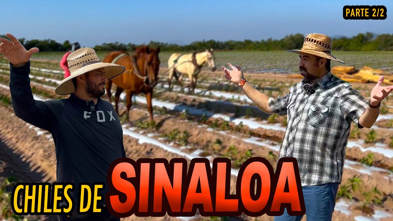 ENTRE LO MODERNO Y LO TRADICIONAL así son las chileras en Sinaloa - YouTube