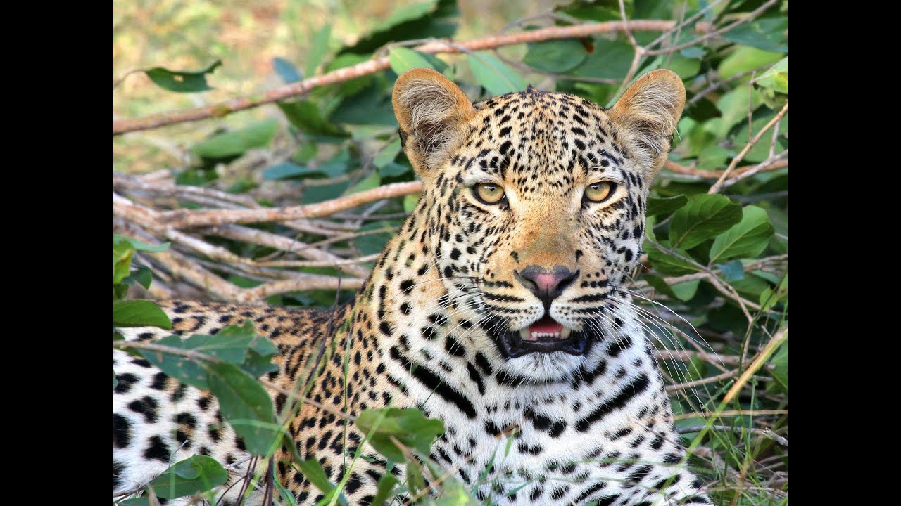 Discover the Majestic African Leopard: Habitat, Behavior, and ...