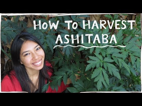 How To Take Care Of Ashitaba Plant