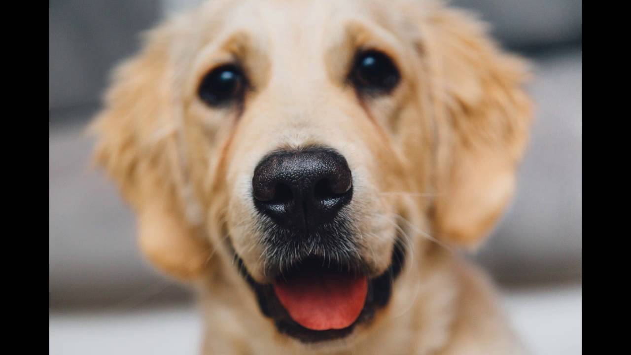 top 5 loveliest dogs in teh world - YouTube