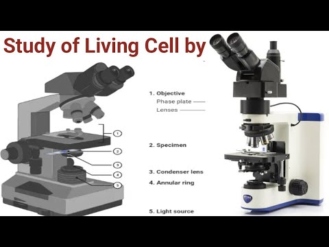 Study of Living Cell by @biologywalesir #living #cell #phase #contrast ...