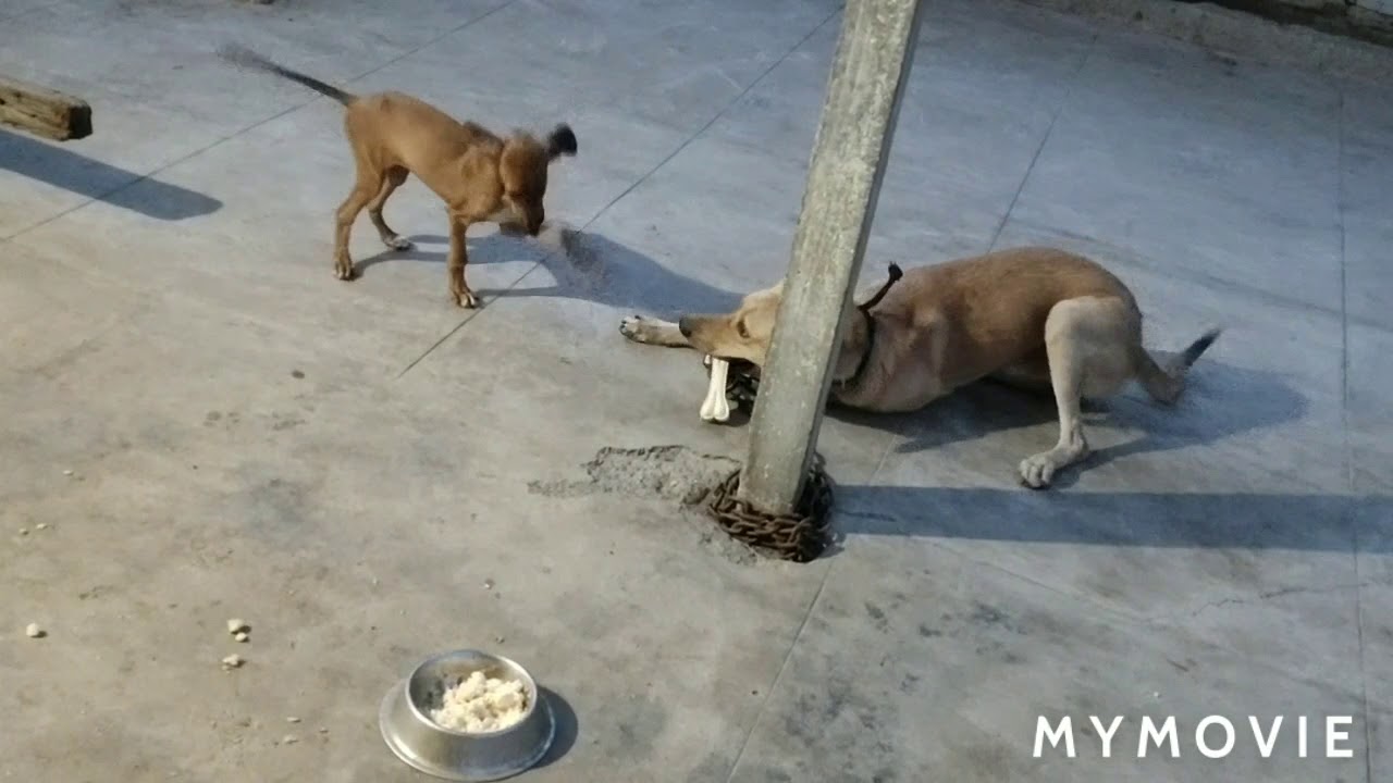 Puppy dog fight for bone - YouTube