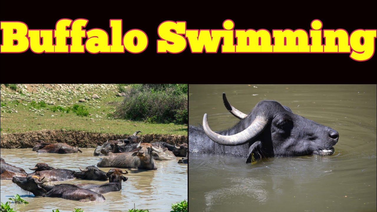 buffalo swimming,buffalo buffalo buffalo|भैंस वीडियो|Ep-12 - YouTube