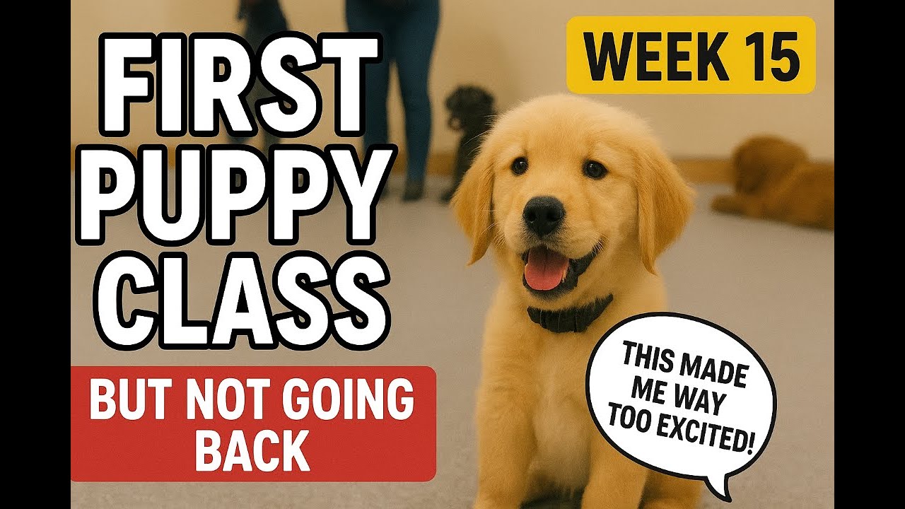 Golden Retriever Puppy Training Week 15 First Puppy Class Experience ...