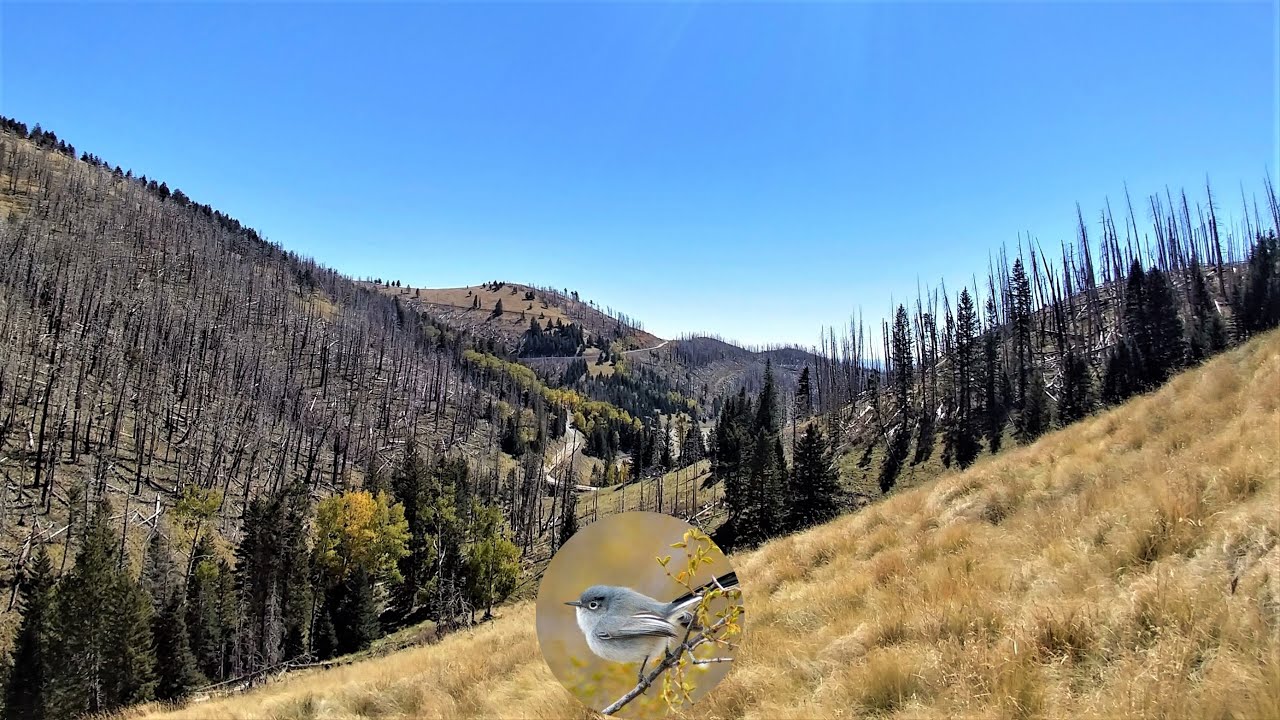 Ruidoso Hike and Ride to 🎃 Spooky Forest 🎃 (New Mexico) [4k] - YouTube