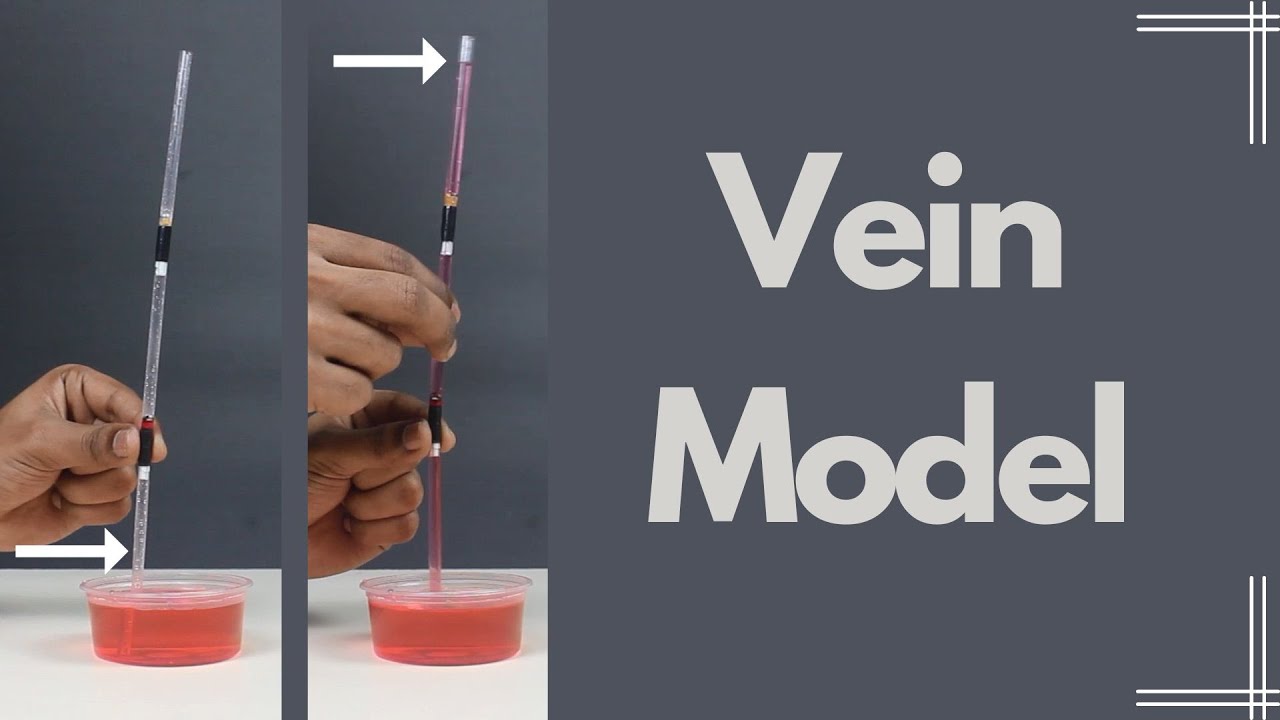 Vein Model | ThinkTac | DIY Science - YouTube