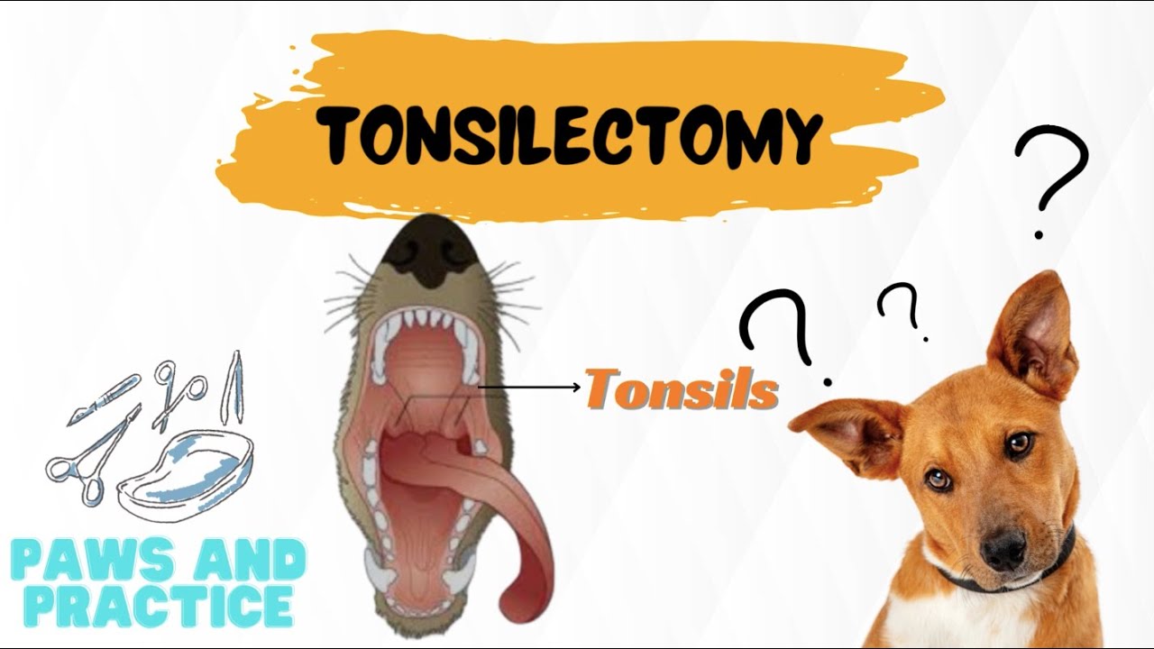 Tonsillectomy in Dogs | Paws and Practice - YouTube