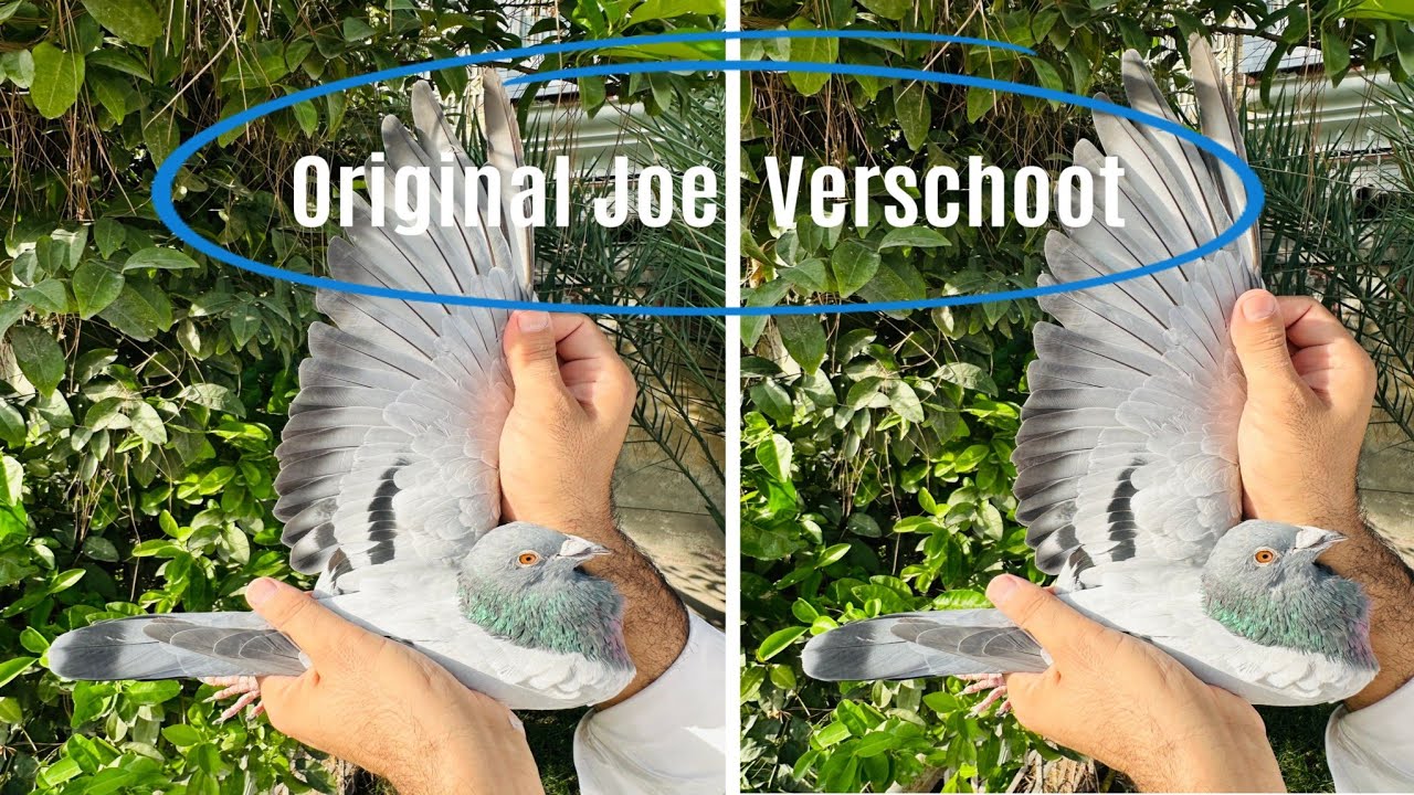 Racing Pigeons| Joel Verschoot| PPA Golden Edition| Pets - YouTube