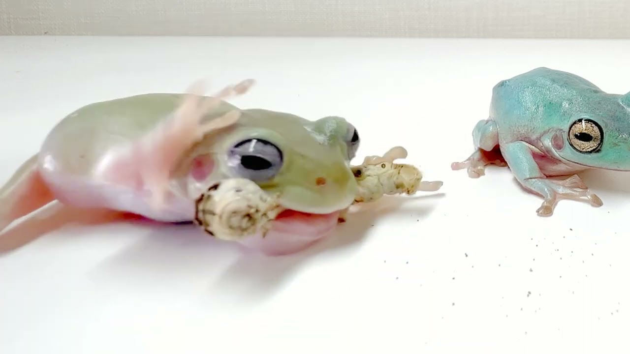 Feeding time for the frog trio - YouTube