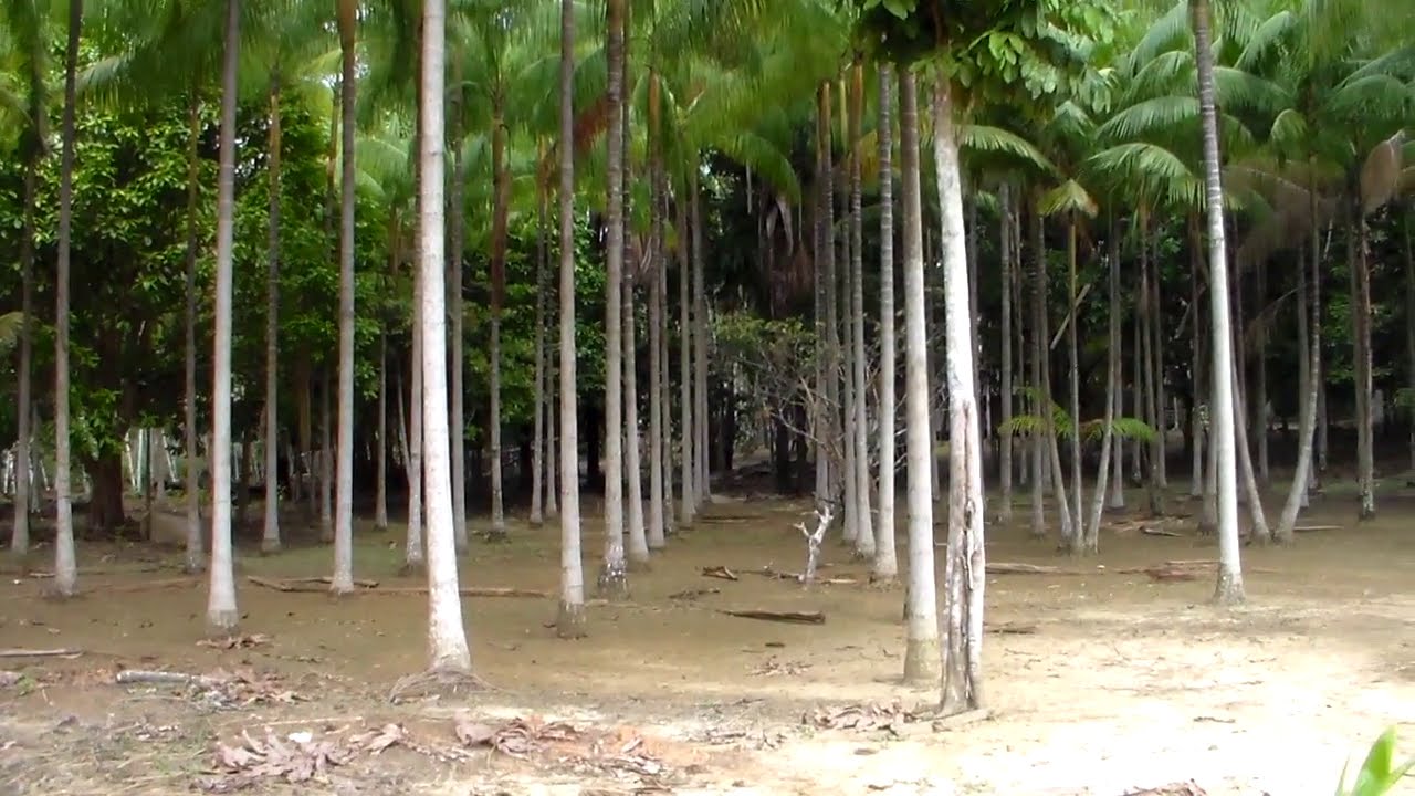 Plantação de açaí-do-amazonas, município de Carauari, Amazonas, Brasil ...