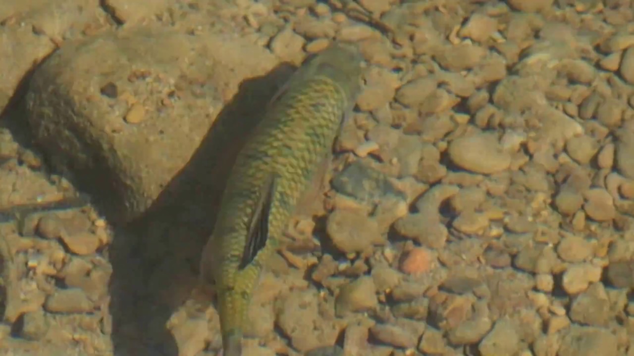 1061222七堵瑪陵坑溪台灣石賓（Acrossocheilus paradoxus） - YouTube