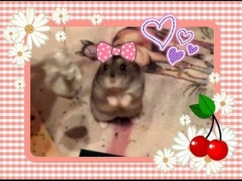 Hamster-Piñata - YouTube