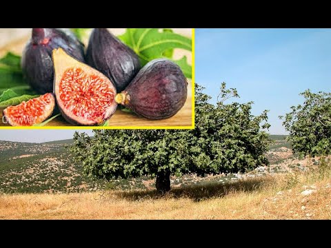 Figs History and Seasonal Availability - YouTube