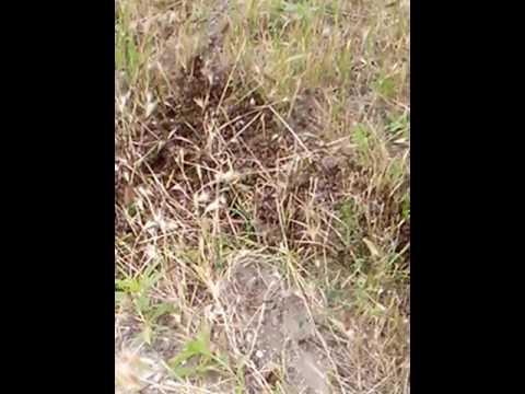 3kovan ustuste ogul verdi