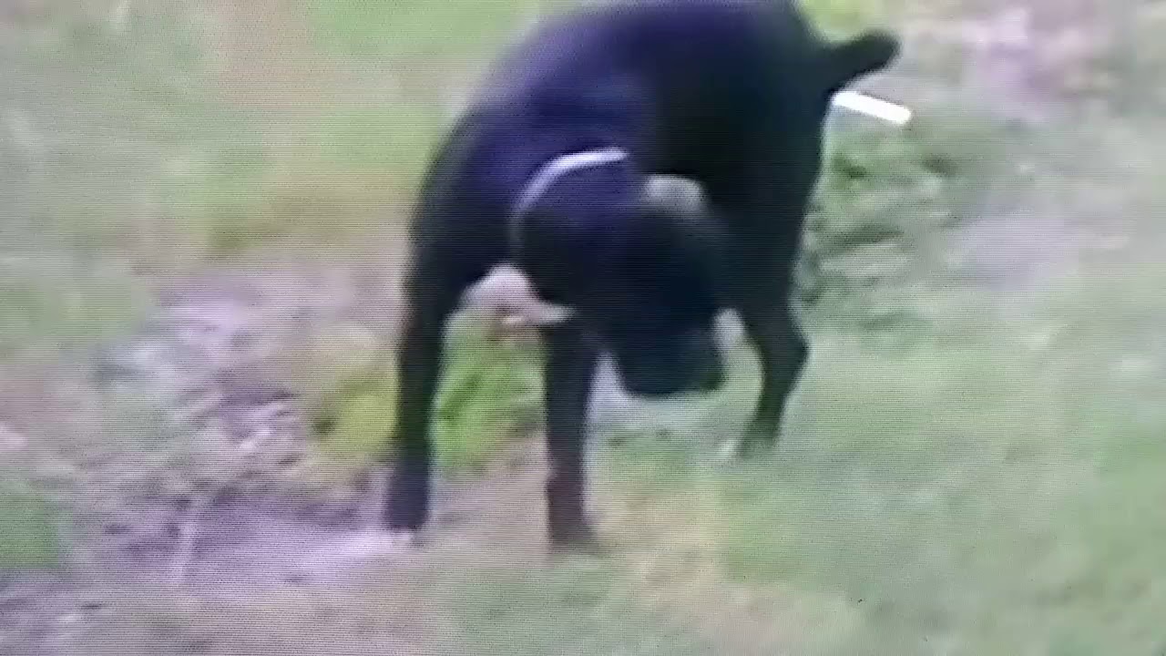 Liberal dog piss on electric fence Conservative dog knows better - YouTube