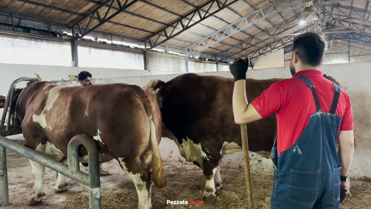How a Massive Simmental Bull Is Prepared for Breeding 😳🐂 - YouTube