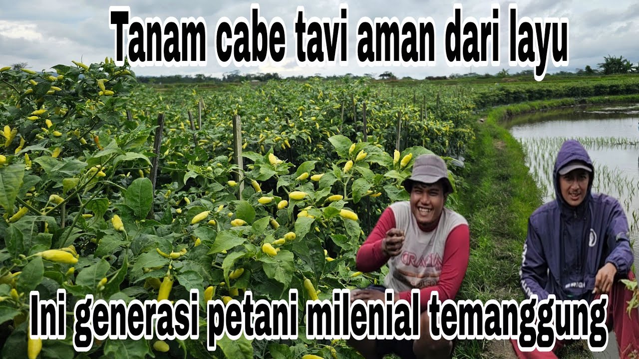 Metode tanam cabe sahabat tani eftif untu petani - YouTube
