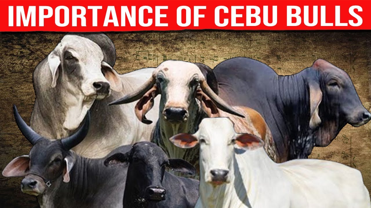 ⭕ Importance Of CEBU CULLS In Cattle Farming Biggest Bulls And Cow ...