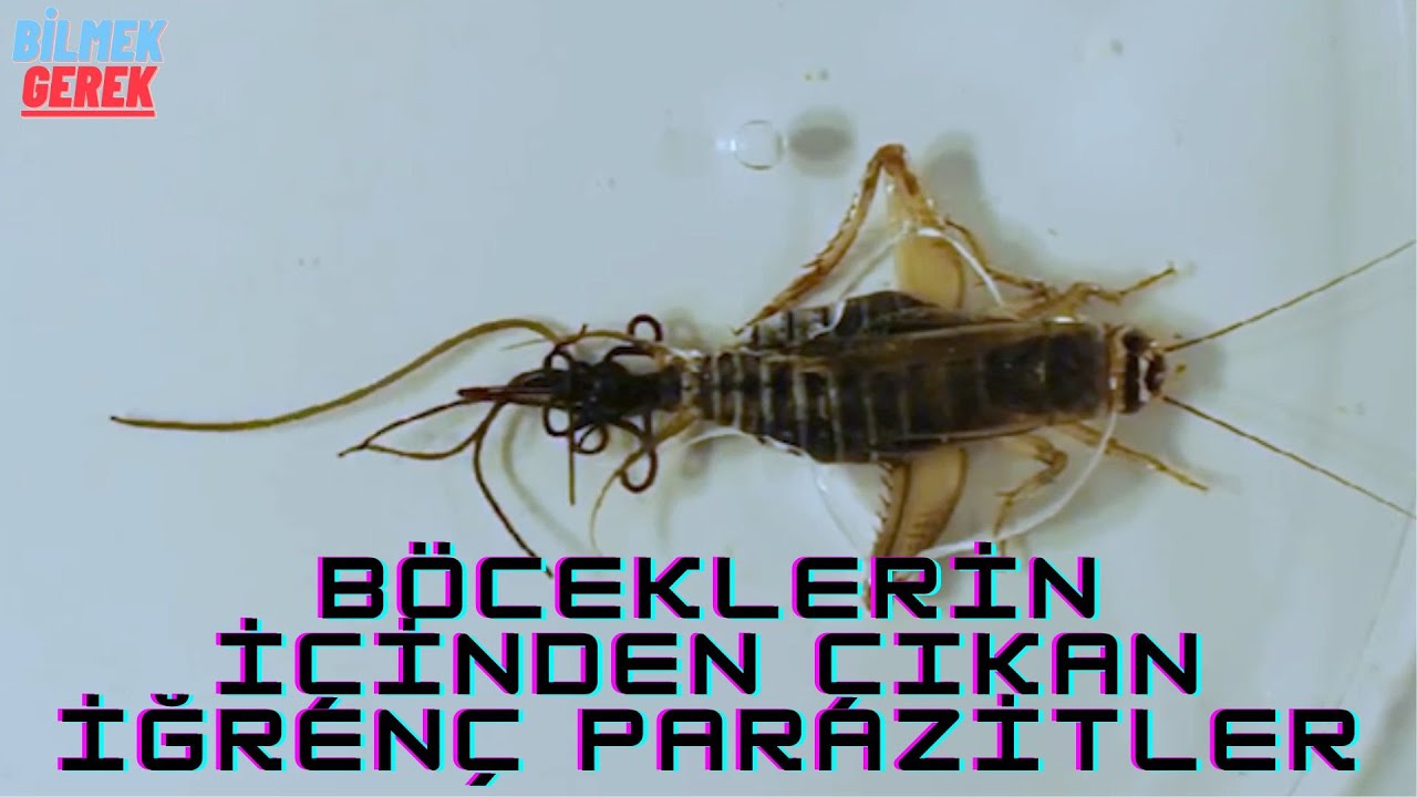 BÖCEKLERİN İÇİNDEN ÇIKAN İĞRENÇ PARAZİTLER - YouTube