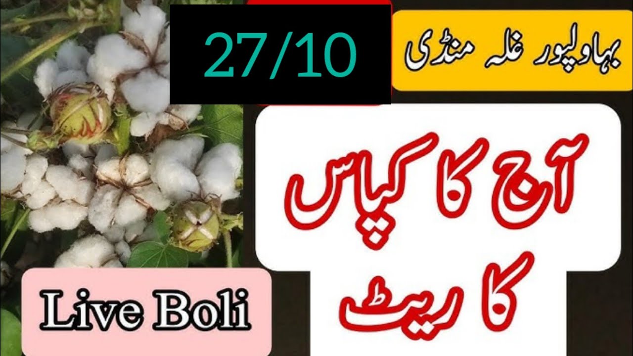 Today cotton rate in Punjab Pakistan | Kapas ka rate today !aj Kapas ka ...