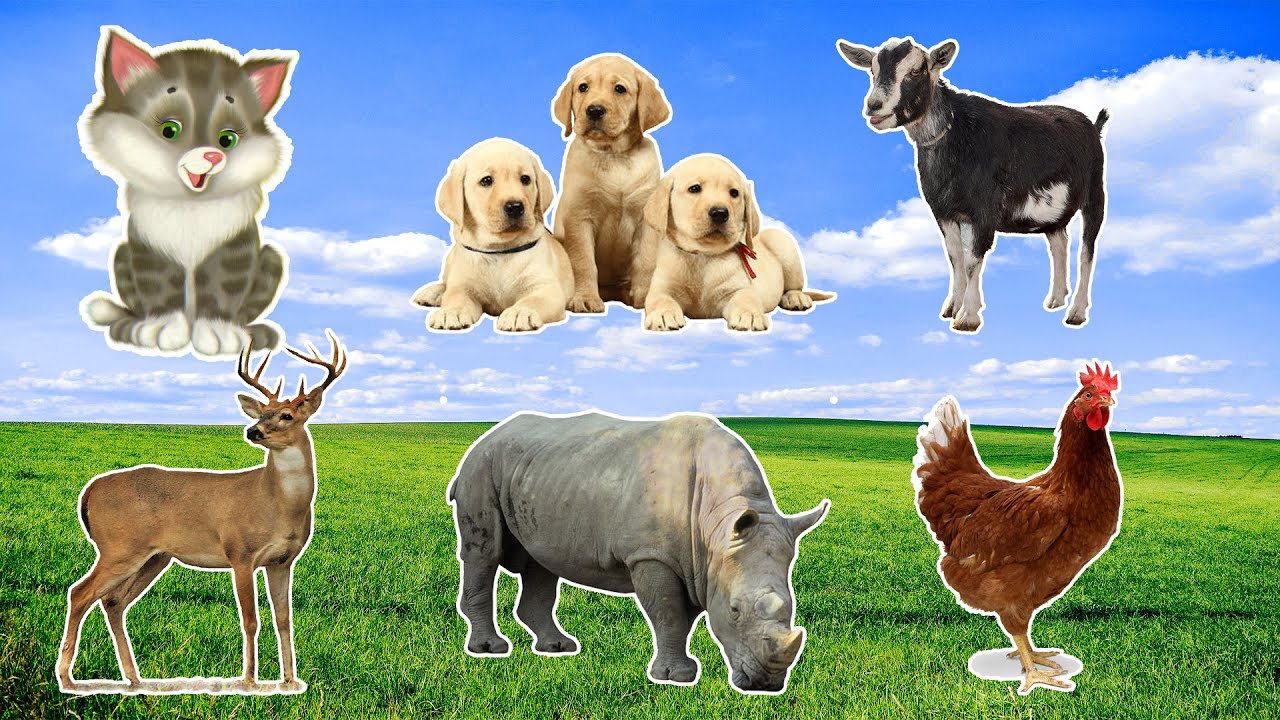 Animal sounds, life sounds dogs, cows, horses, monkeys, elephants, lion ...