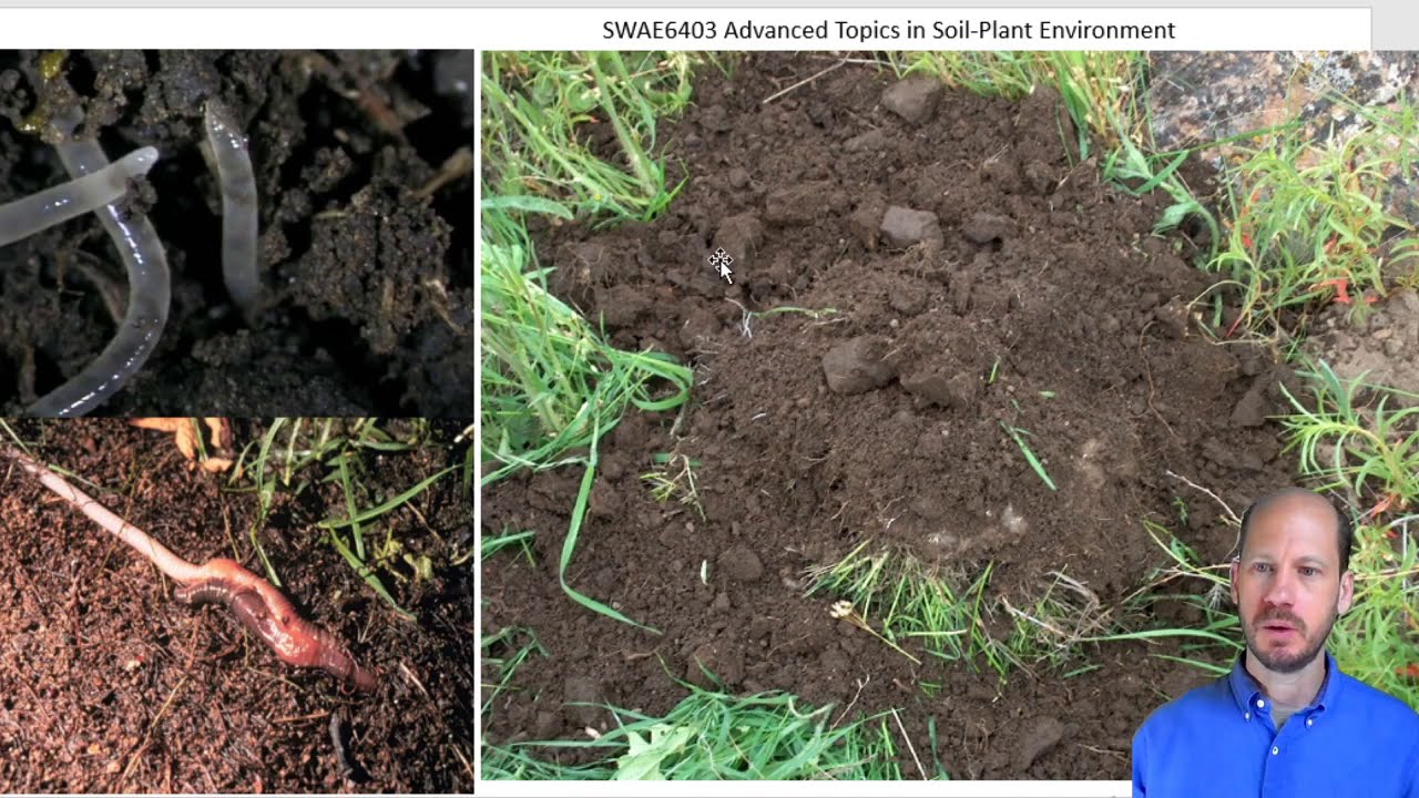 Soil health, microbial diversity and plant growth - YouTube