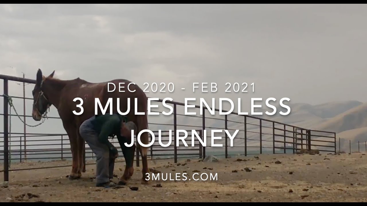 3 Mule Journey Dec 2020 thru Feb 2021 - YouTube