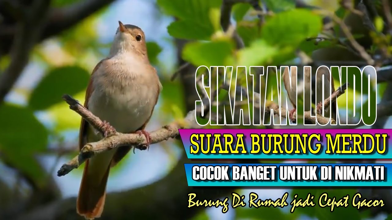 SUARA BURUNG SIKATAN LONDO ,OBAT STRES !! MEMANCING SEMUA BURUNG GACOR# ...
