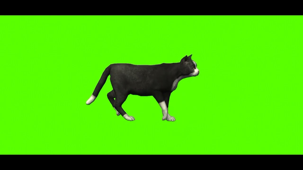 Green Screen Cat Walking | Green Screen cartoon effect | @syedashahtv ...