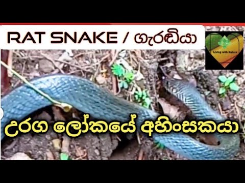 උරග ලෝකයේ අහිංසක දැවැන්තයා / ගැරඬියා /rat snake /garadiya # ...