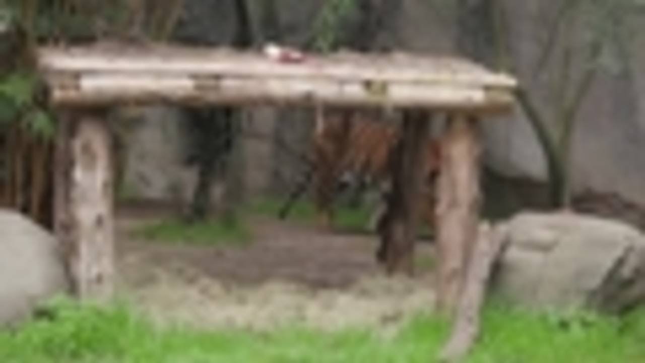 Houston Zoo welcomes new Malayan tiger - YouTube