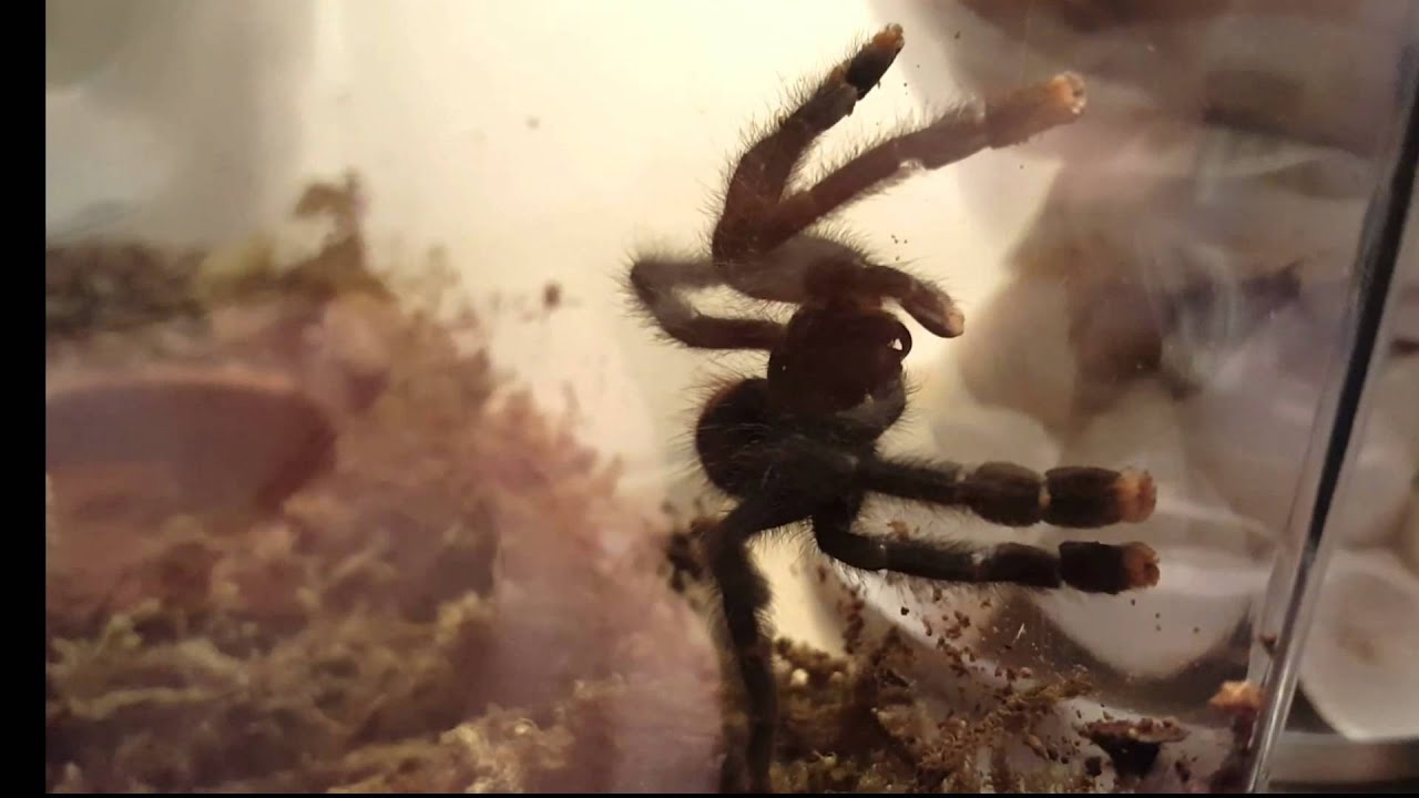 Pink toe tarantula grooming - YouTube