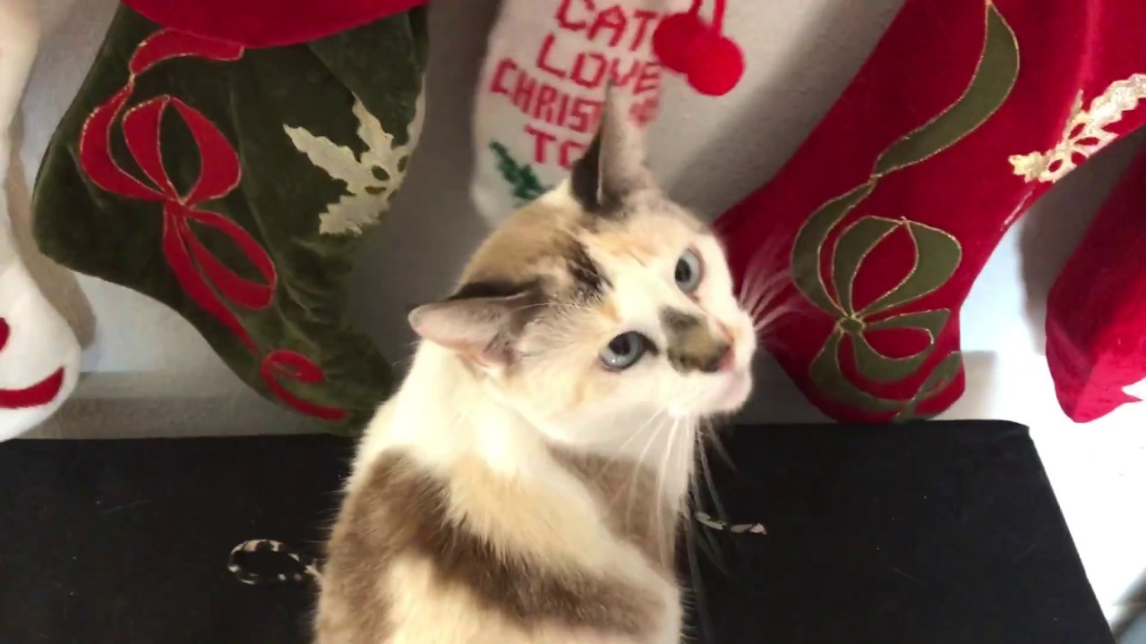 Siamese Cat Checks out Her Christmas Stocking - YouTube