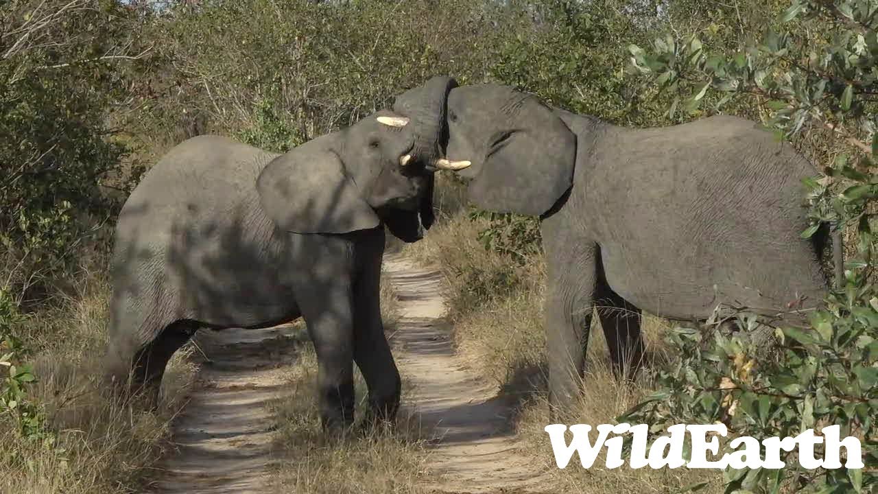 A playful elephantastic morning. - YouTube