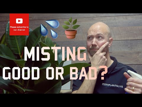 Should I Mist My Pothos Plant