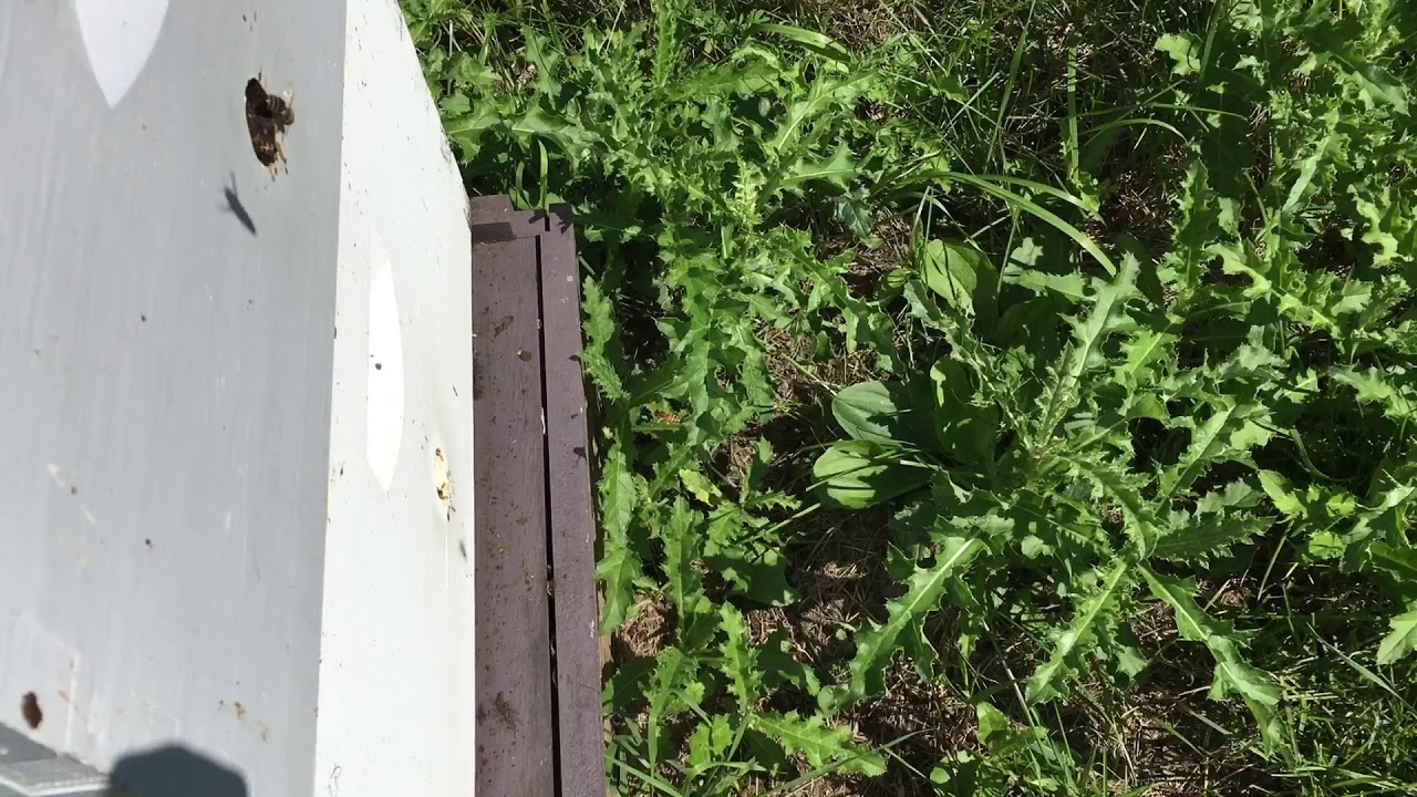 Bee Escape Part 2 - YouTube