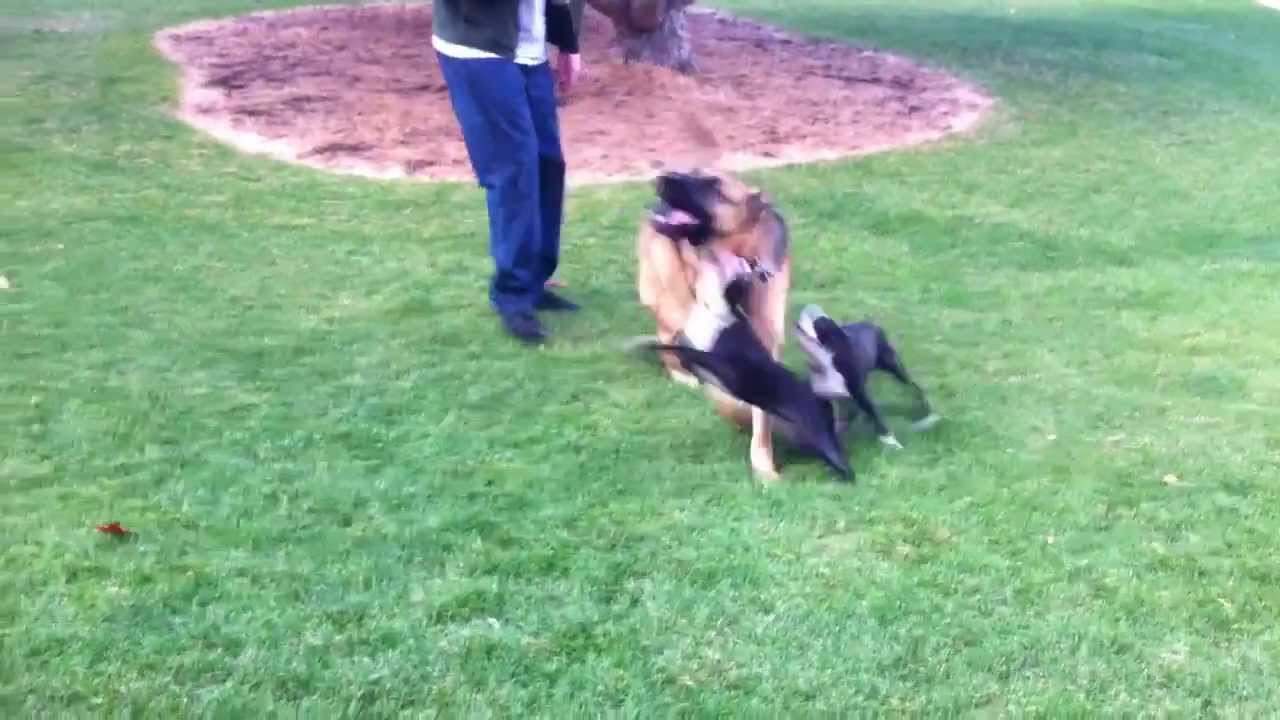 Boston Terriers attack Hank the German Shepherd - YouTube