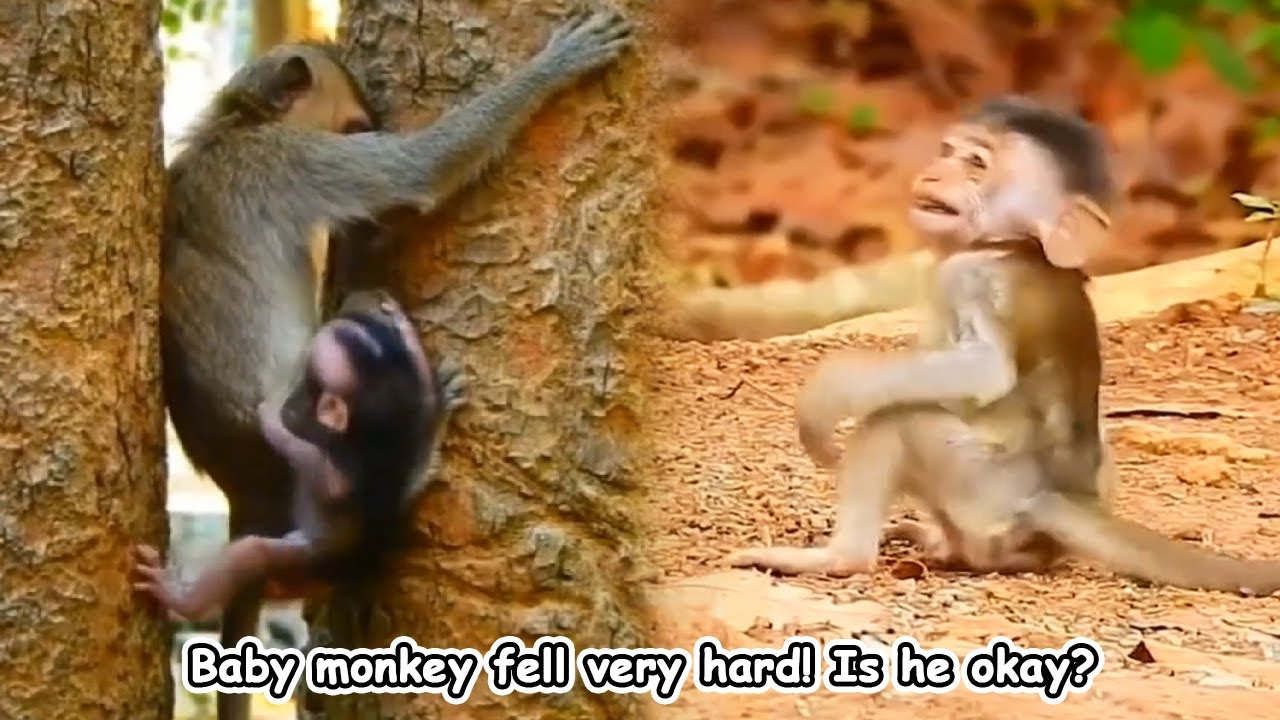 The baby monkey was careless and fell from a high place, it really felt ...