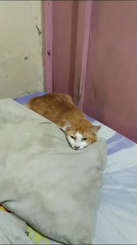 sulk#cat #soul #music #song #cat #animal #cute #animals #pets #catlover ...