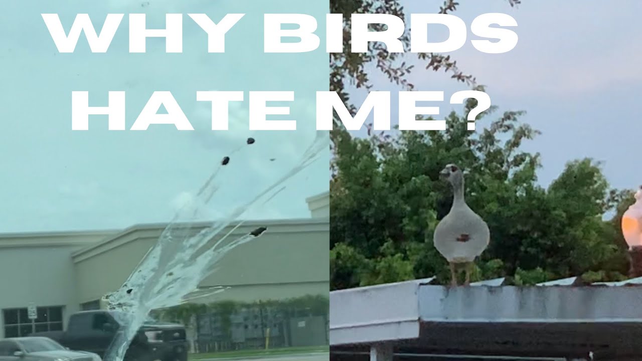 It is at this moment that he knew birds hate ... - YouTube